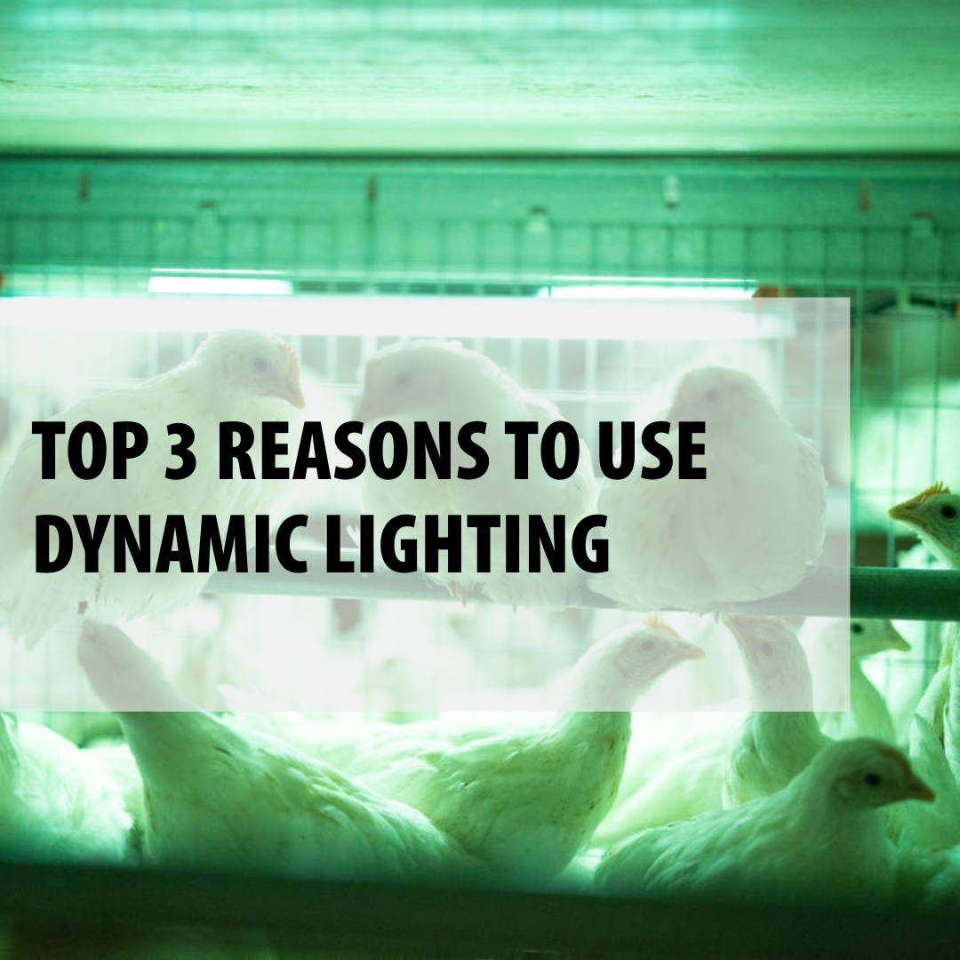 TOP 3 REASONS TO USE DYNAMIC LIGHTING